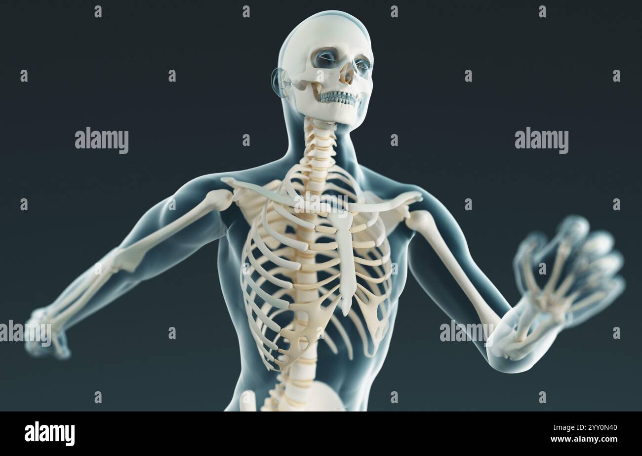Human skeleton. Human Skeleton Anatomy X-ray. 3d rendering Stock Photo ...