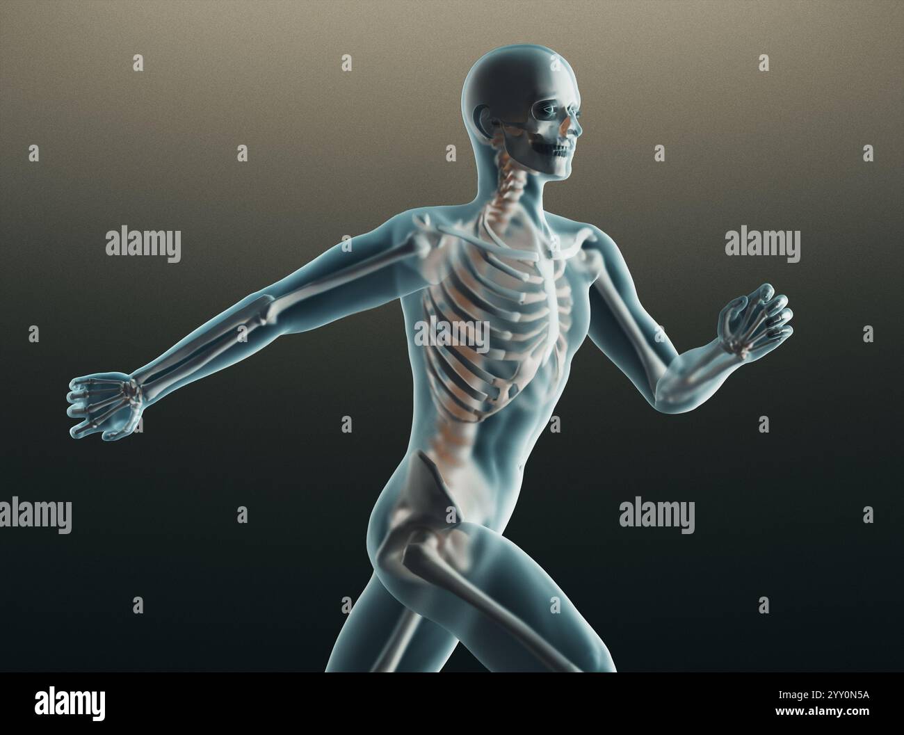 Human skeleton. Human Skeleton Anatomy X-ray. 3d rendering Stock Photo ...