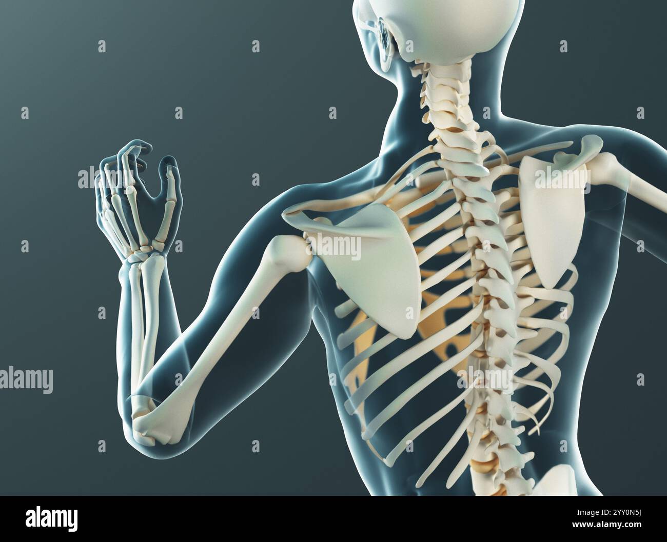 Vintage anatomy model human hi-res stock photography and images - Alamy