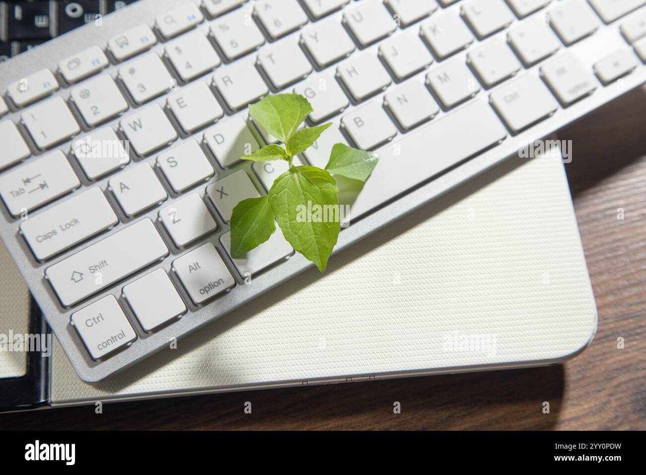 Green leaf on keyboard hi-res stock photography and images - Alamy