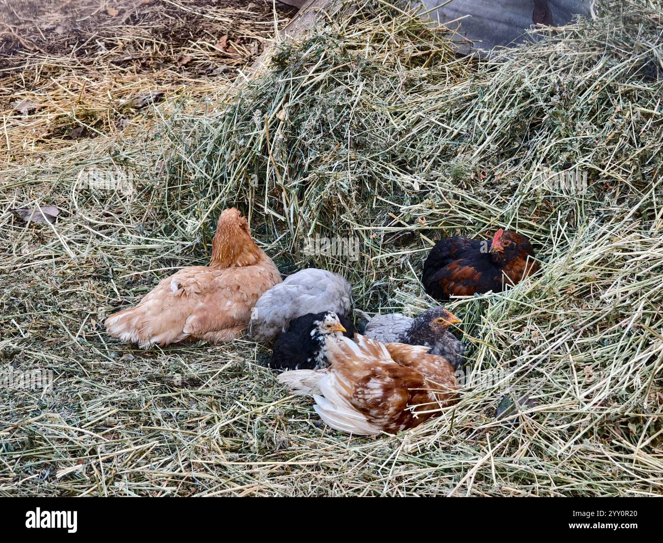 Farm chickens are resting on hay in the chicken farm Stock Photo - Alamy