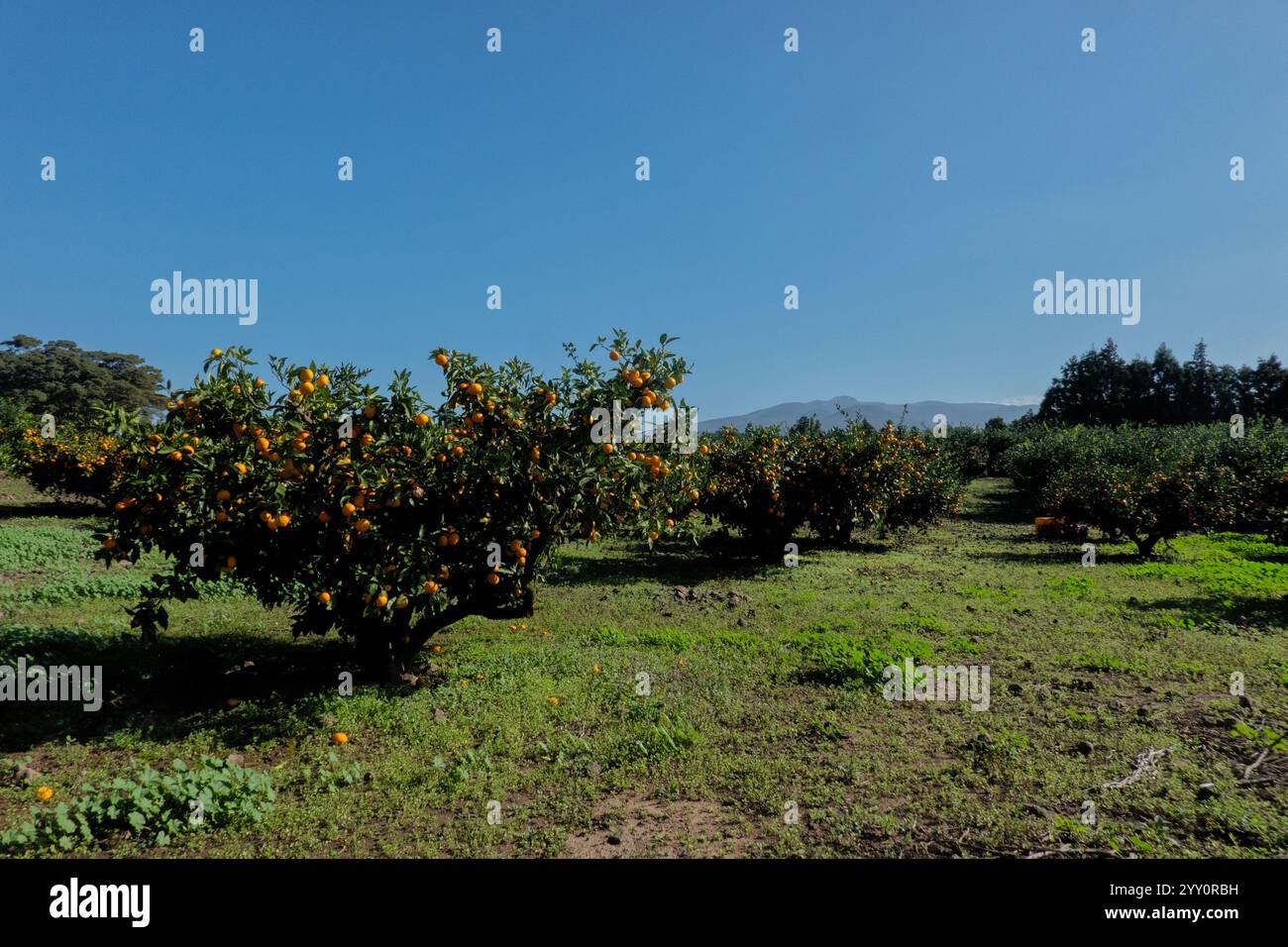 Prized Hallabong oranges along the Jeju Olle Trail, Jeju Island, South ...