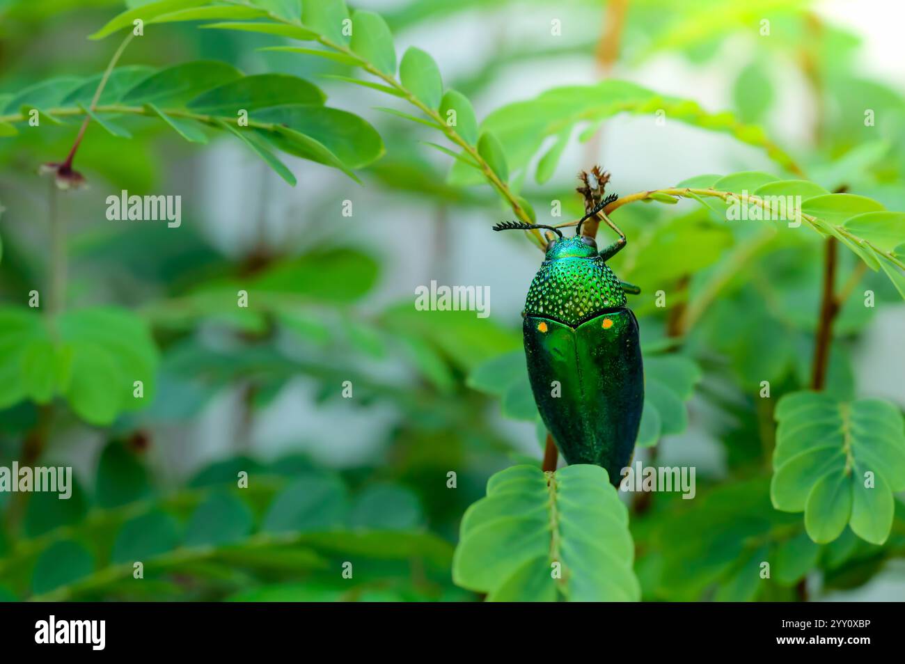 Large yellow jewel beetle hi-res stock photography and images - Alamy