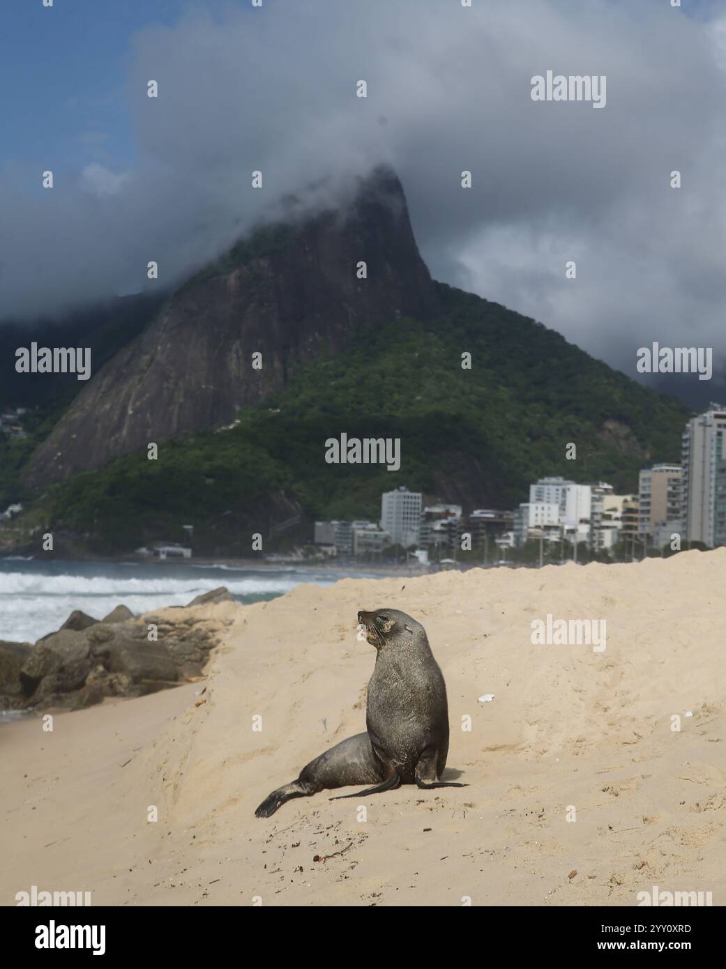 Rio De Janeiro, Brazil. 18th Dec, 2024. A young male sea wolf, likely ...