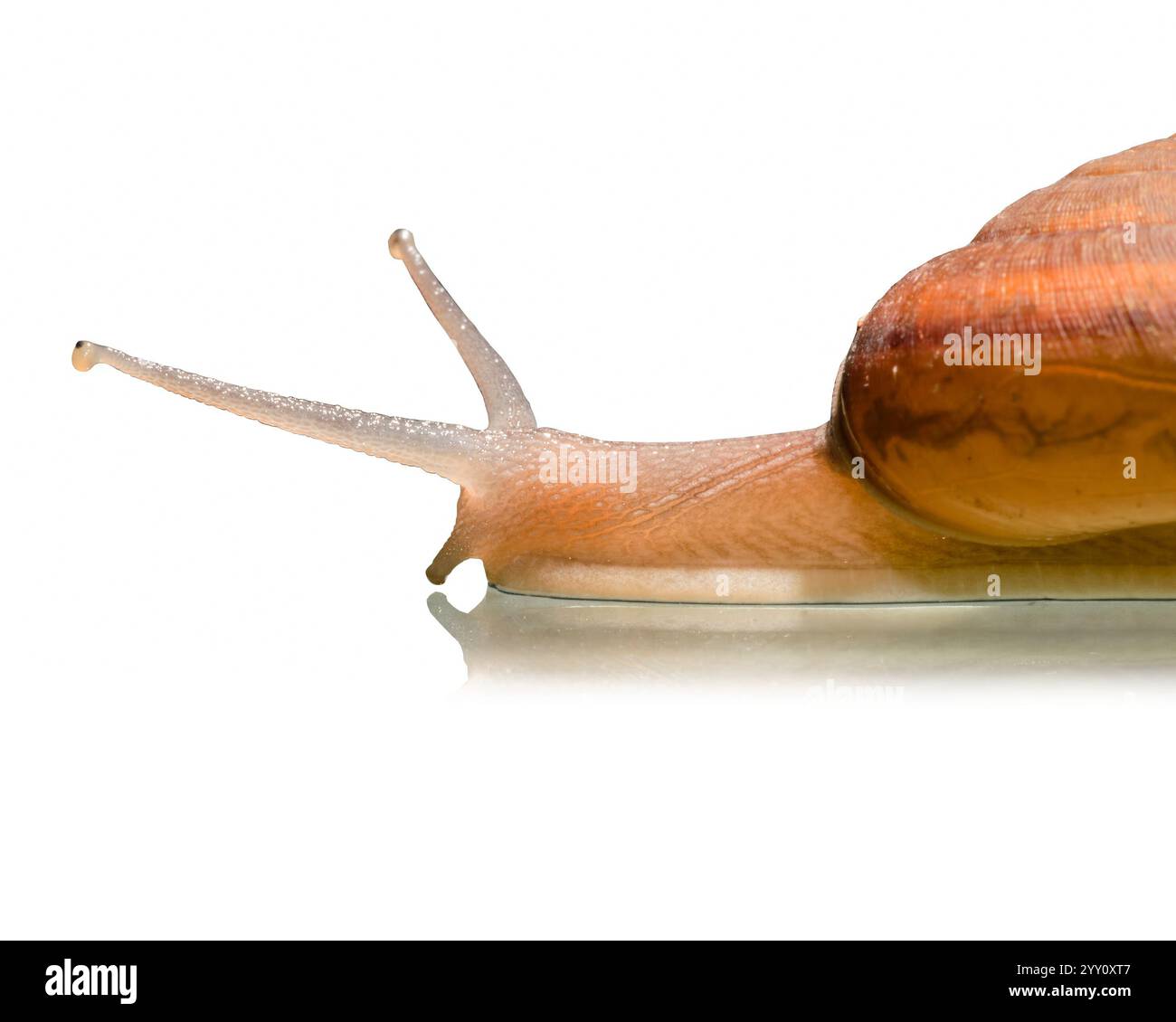 small snail walk slowly on white background Stock Photo - Alamy