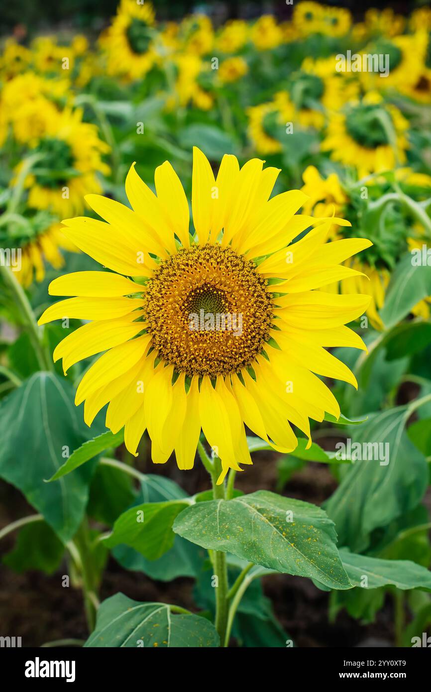 big blooming yellow sunflower with many seeds in nature crop field ...