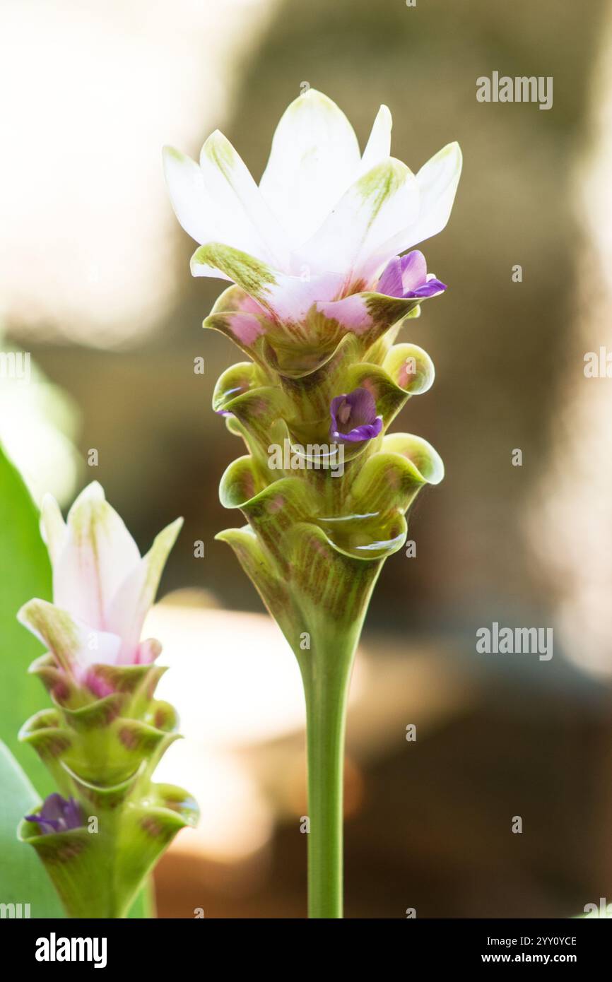 Curcuma longa hi-res stock photography and images - Alamy