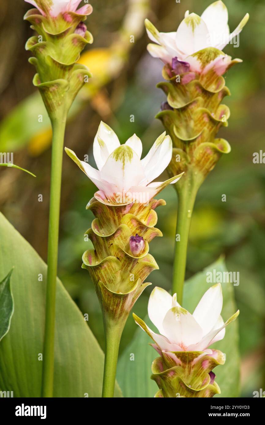 Curcuma longa hi-res stock photography and images - Alamy
