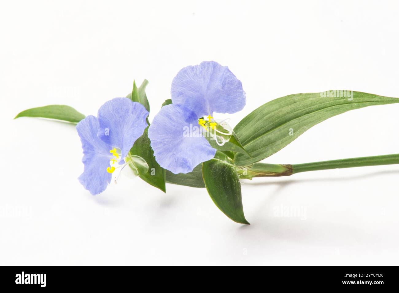 Commelina communis hi-res stock photography and images - Alamy