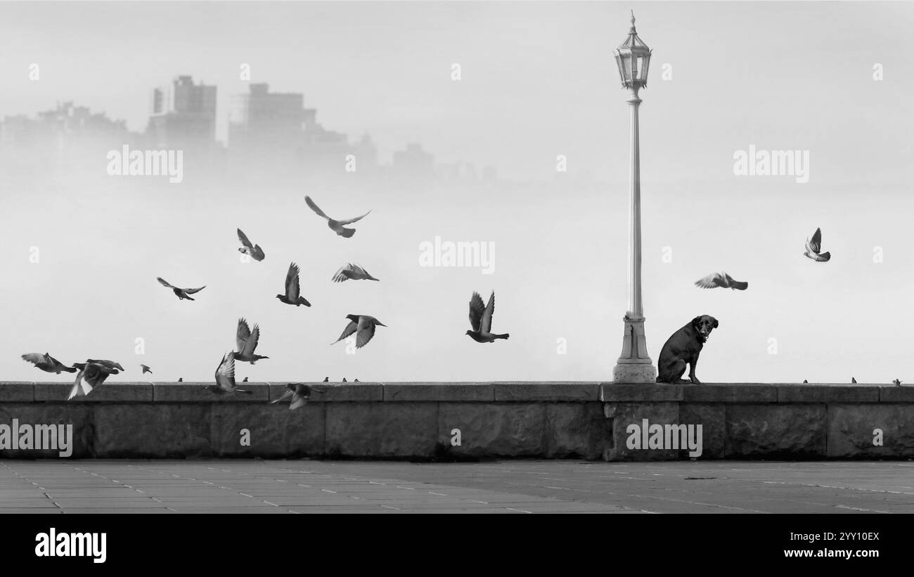 lonely stray dog sitting on parapet of promenade and pigeons flying on ...
