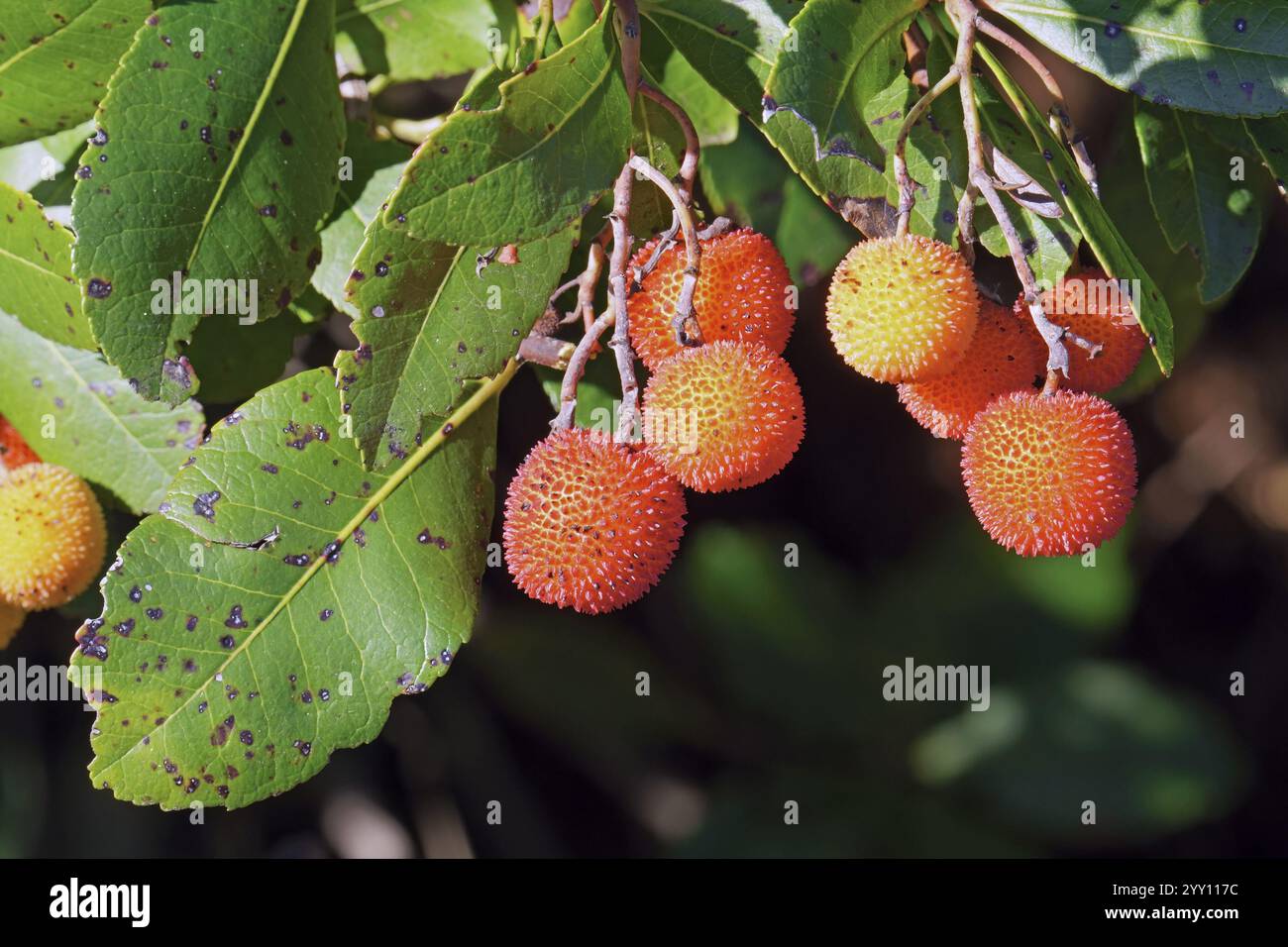 berries of strawberry tree, Arbutus unedo, Ericaceae Stock Photo - Alamy