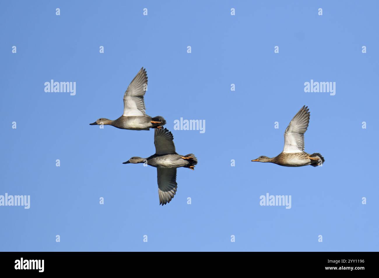 two male and a female of gadwall in flight, Mareca strepera; Anatidae ...