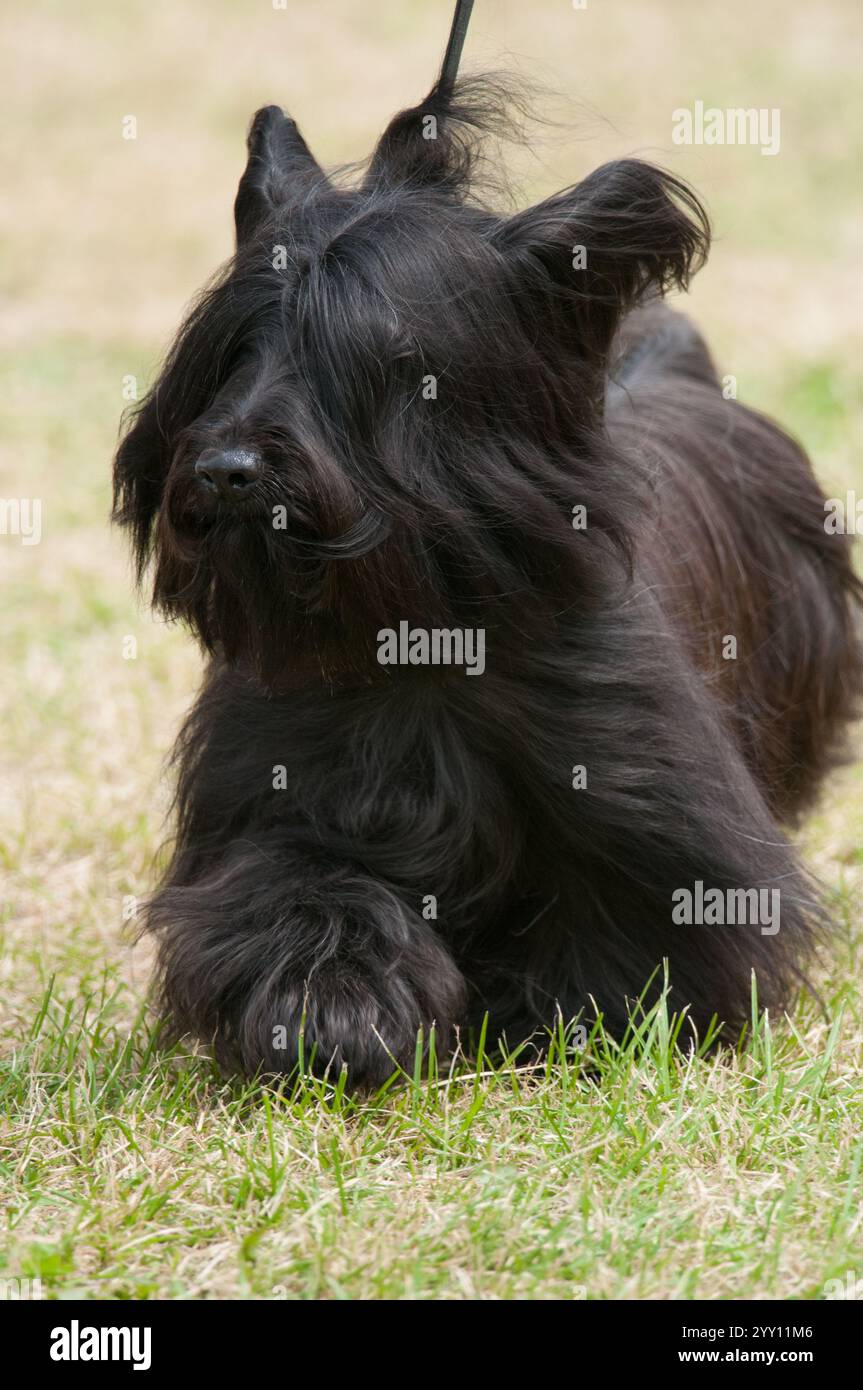 Short leash walking hi-res stock photography and images - Alamy