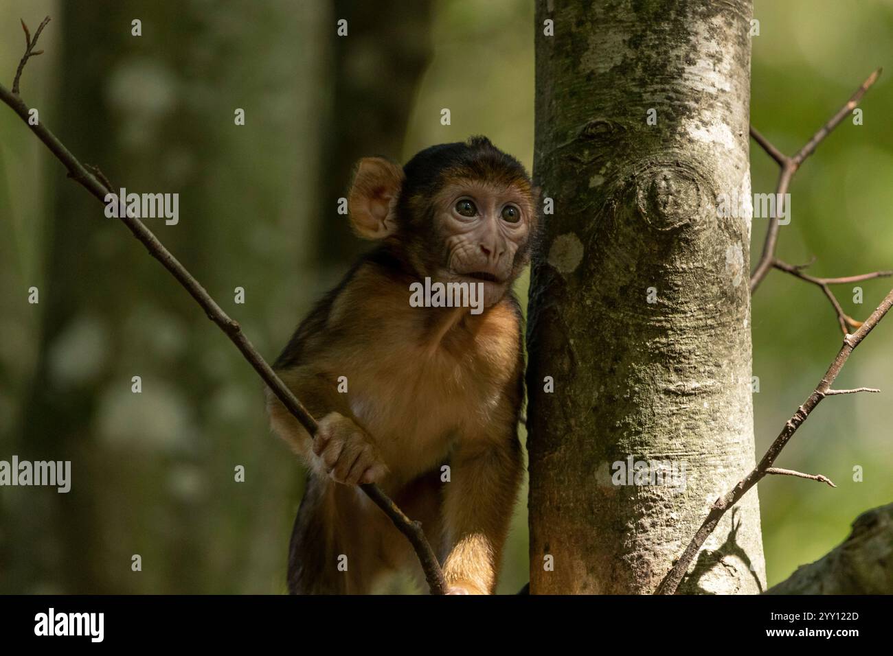 Beautiful Apes relaxing in the Sun Stock Photo - Alamy