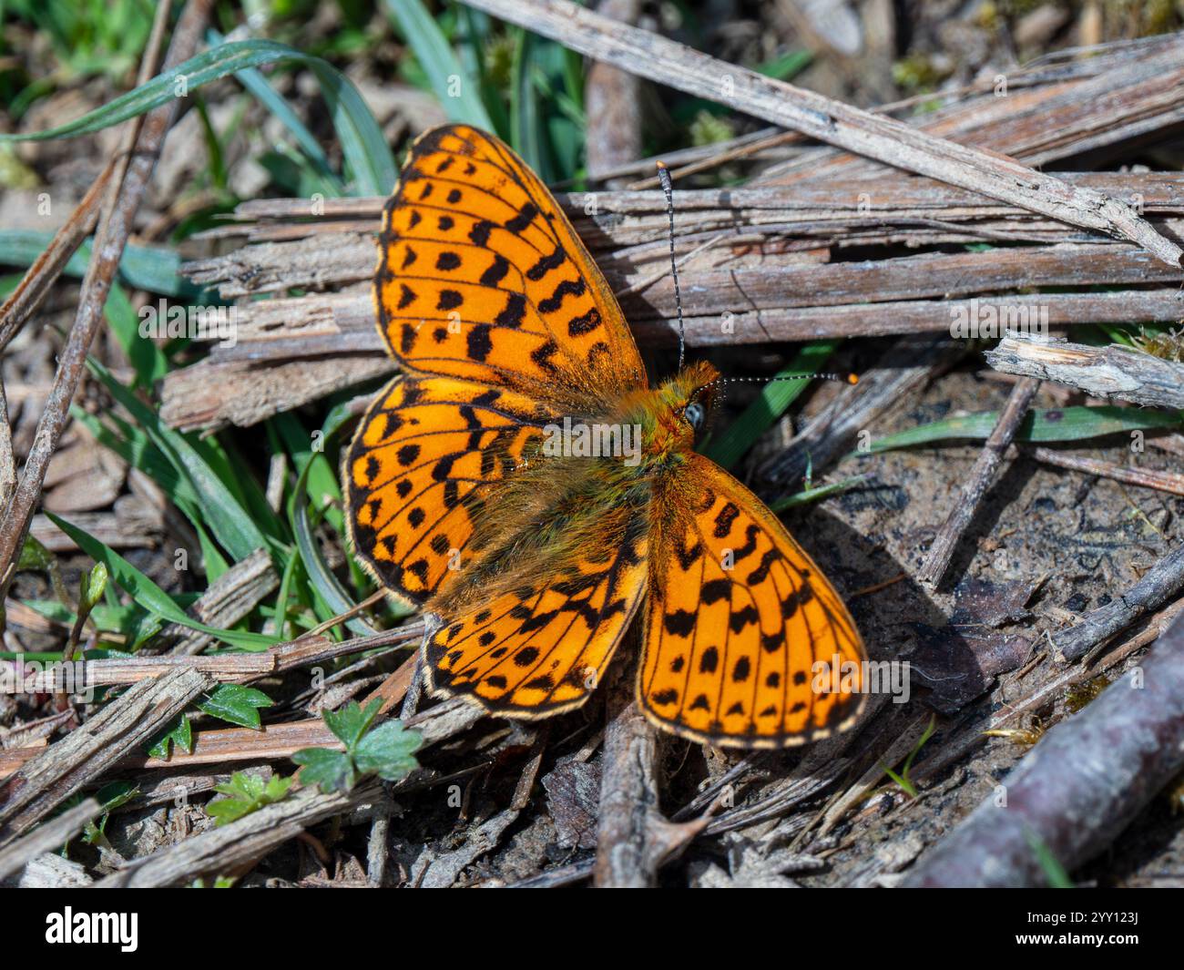Pearl boardered fritillary hi-res stock photography and images - Alamy