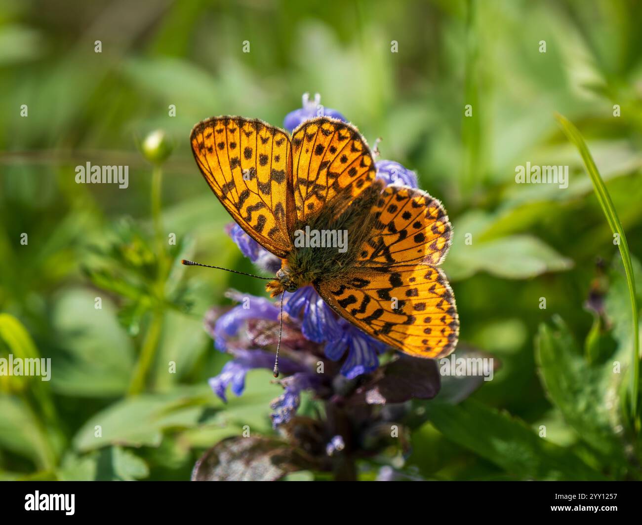 Pearl boardered fritillary hi-res stock photography and images - Alamy
