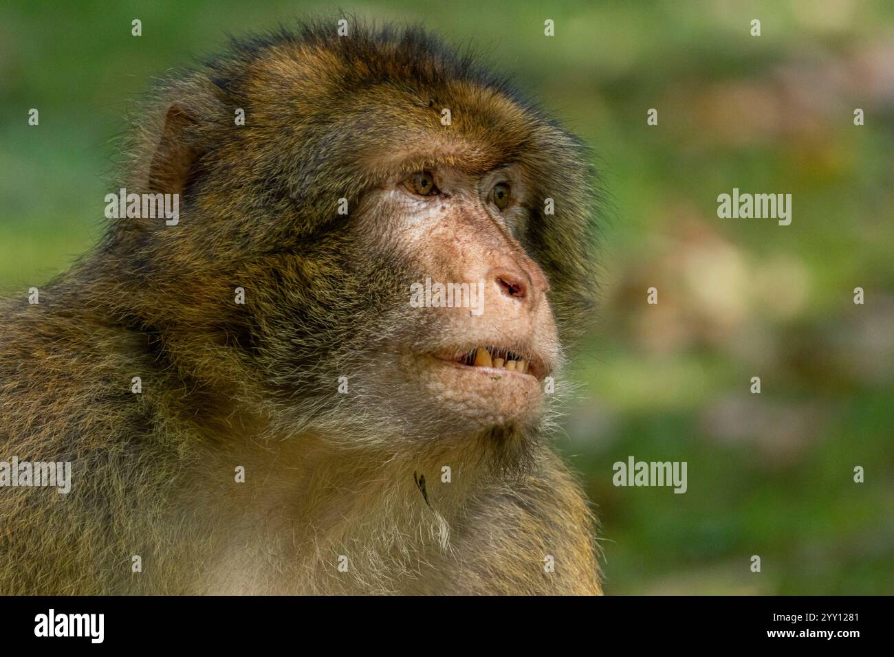 Beautiful Apes relaxing in the Sun Stock Photo - Alamy