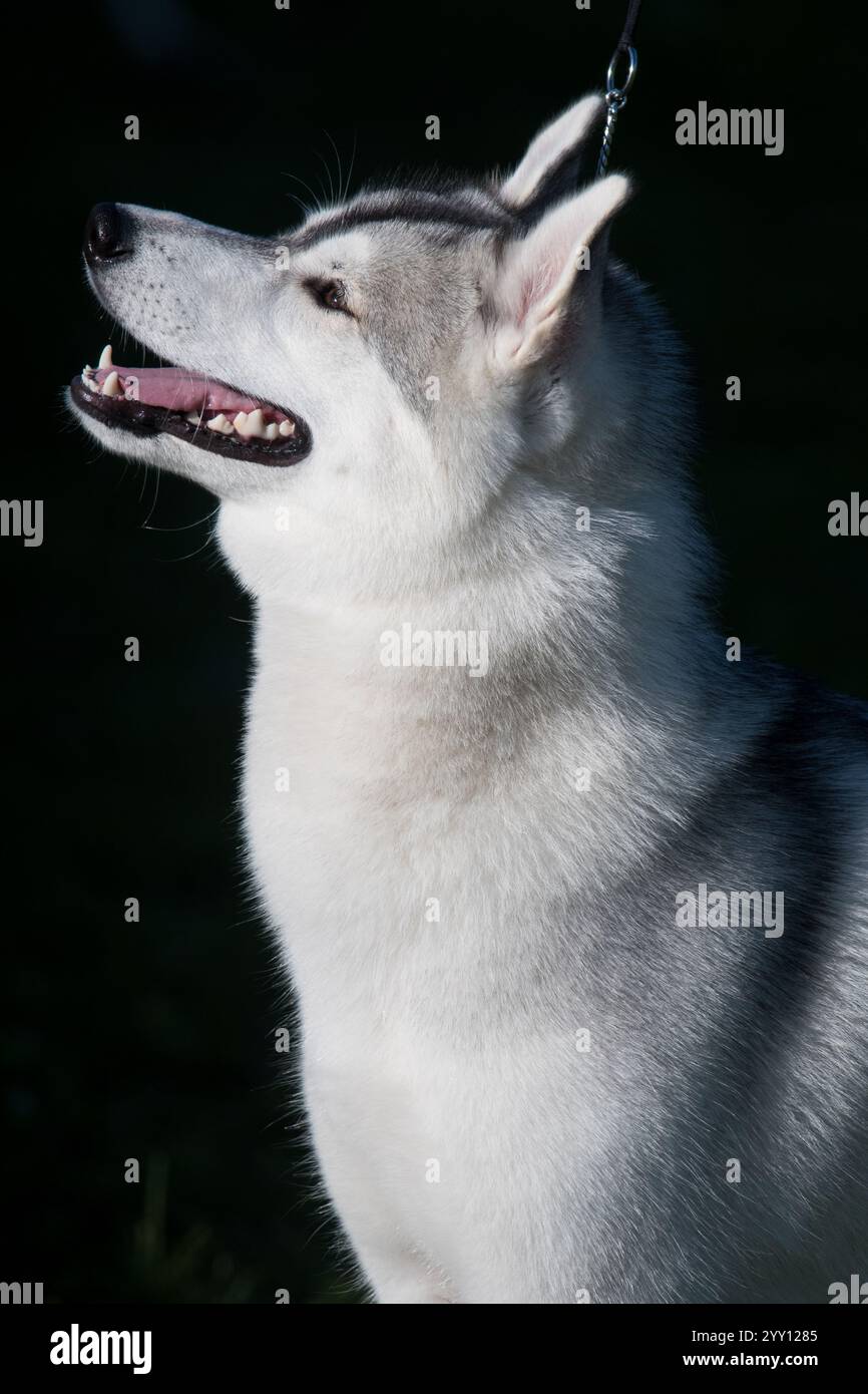 Happy Siberian Husky close-up portrait Stock Photo - Alamy