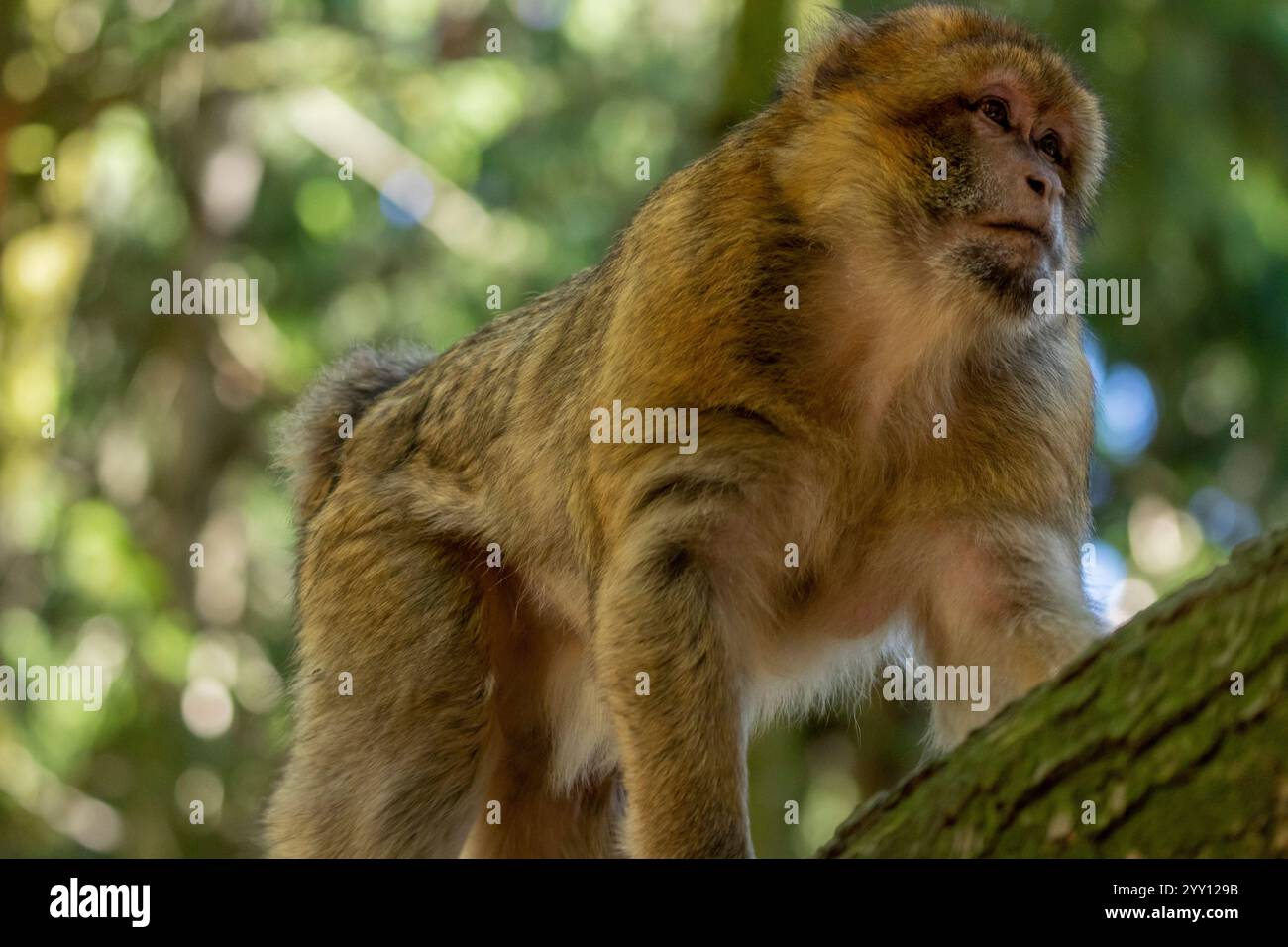 Beautiful Apes relaxing in the Sun Stock Photo - Alamy
