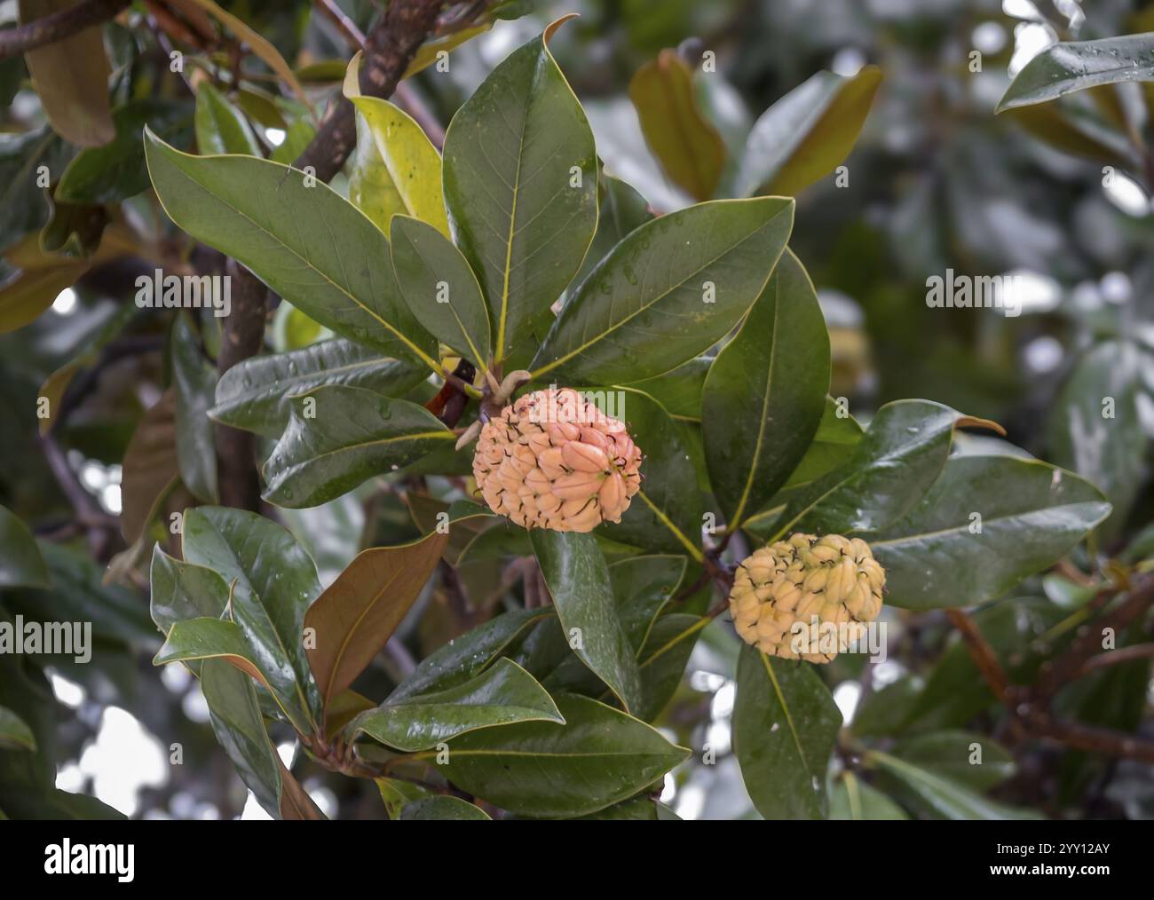 Southern magnolia (Magnolia grandiflora), fruit cones, Apulia, Italy ...