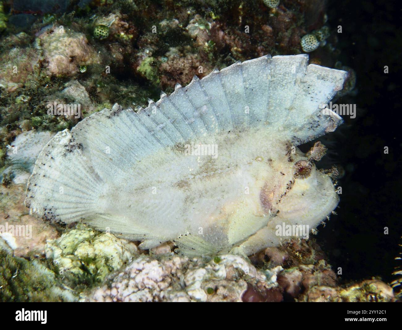 White rocking fish (Taenianotus triacanthus), lying flat on the reef ...