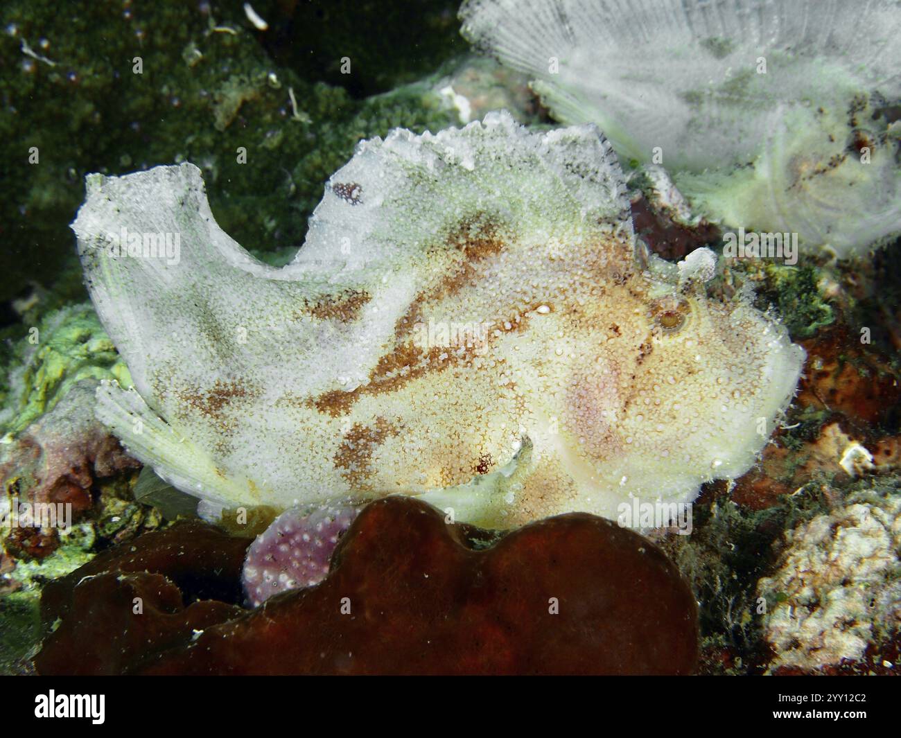 White rocking fish (Taenianotus triacanthus) sitting on the seabed ...