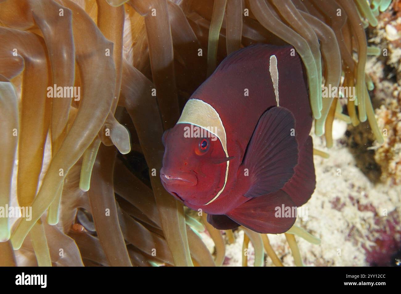 Red velvet anemonefish, spiny anemonefish (Amphiprion biaculeatus) in a ...