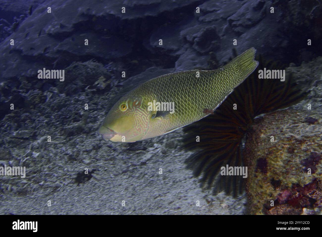 Green fish, black-eyed fathead minnow (Hemigymnus melapterus), swimming ...