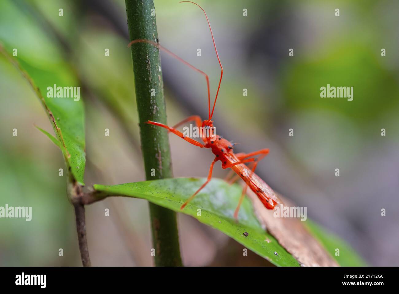 Predatory flying insects hi-res stock photography and images - Alamy