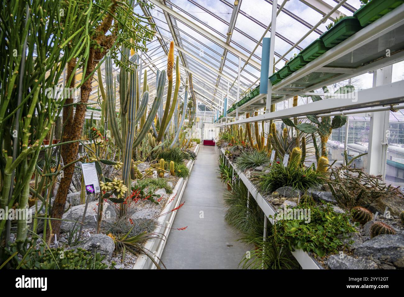 Botanical Garden, greenhouse with cacti and succulents, Zurich Succulent Collection, Switzerland ...