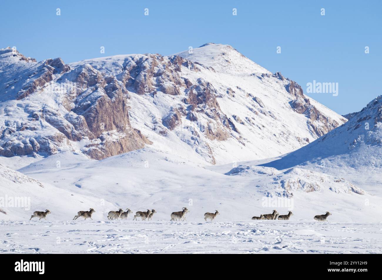 Pamir argali ovis ammon polii hi-res stock photography and images - Alamy
