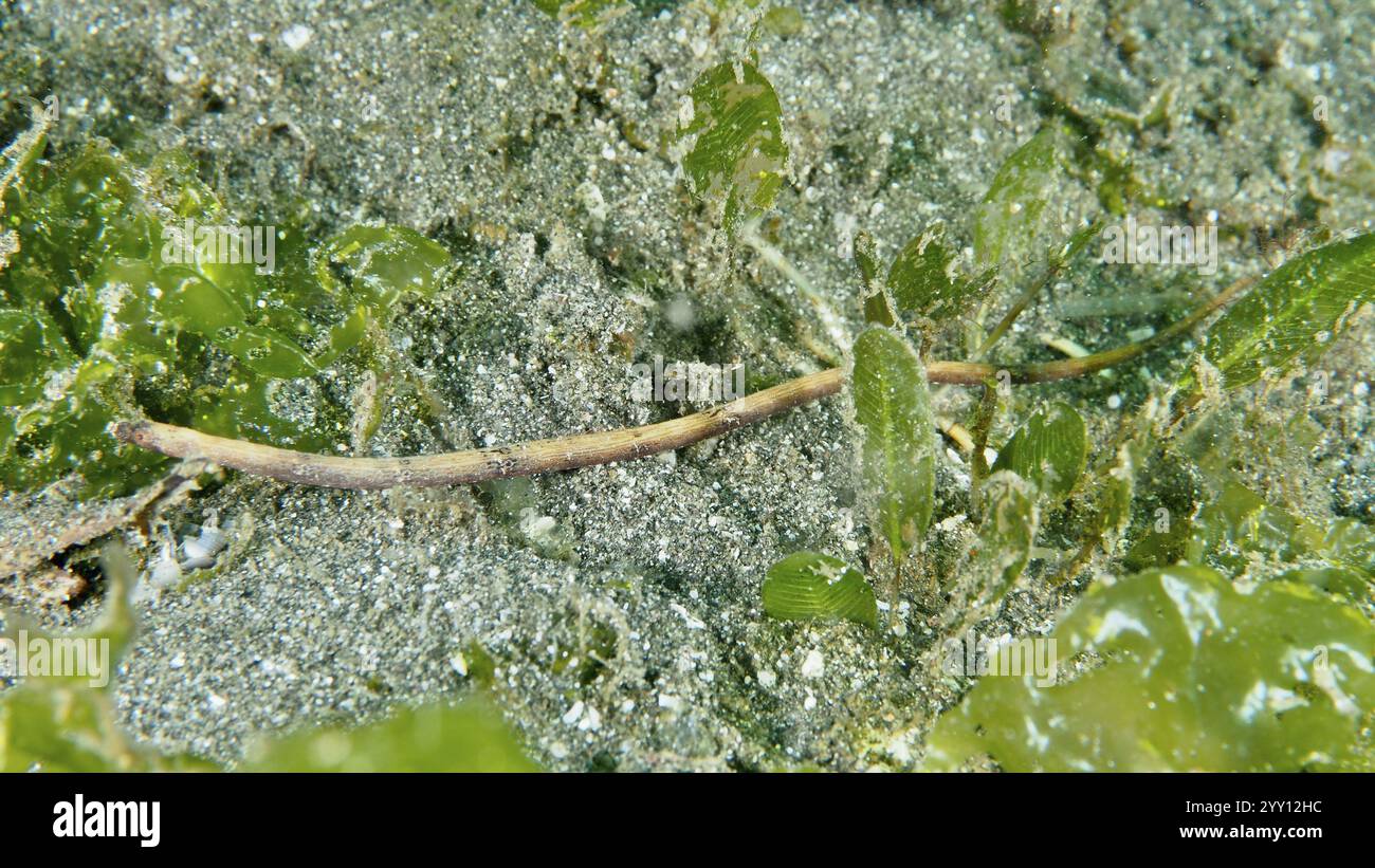 A slender spiny-snouted sea needle (Halicampus spinirostris), sea ...