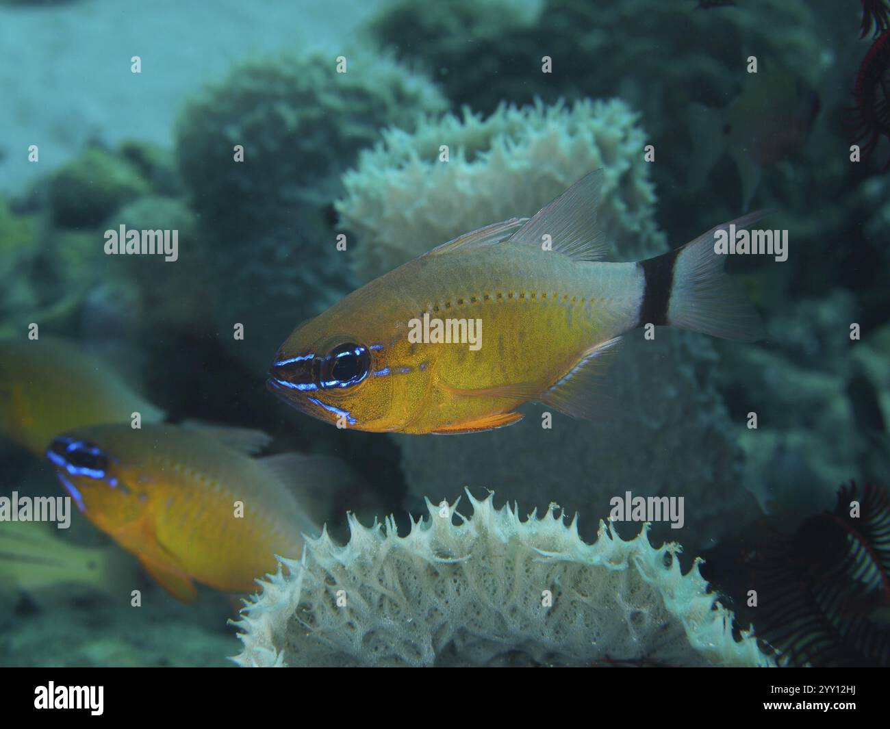 Golden orange fish, black-banded cardinalfish, sun cardinalfish ...