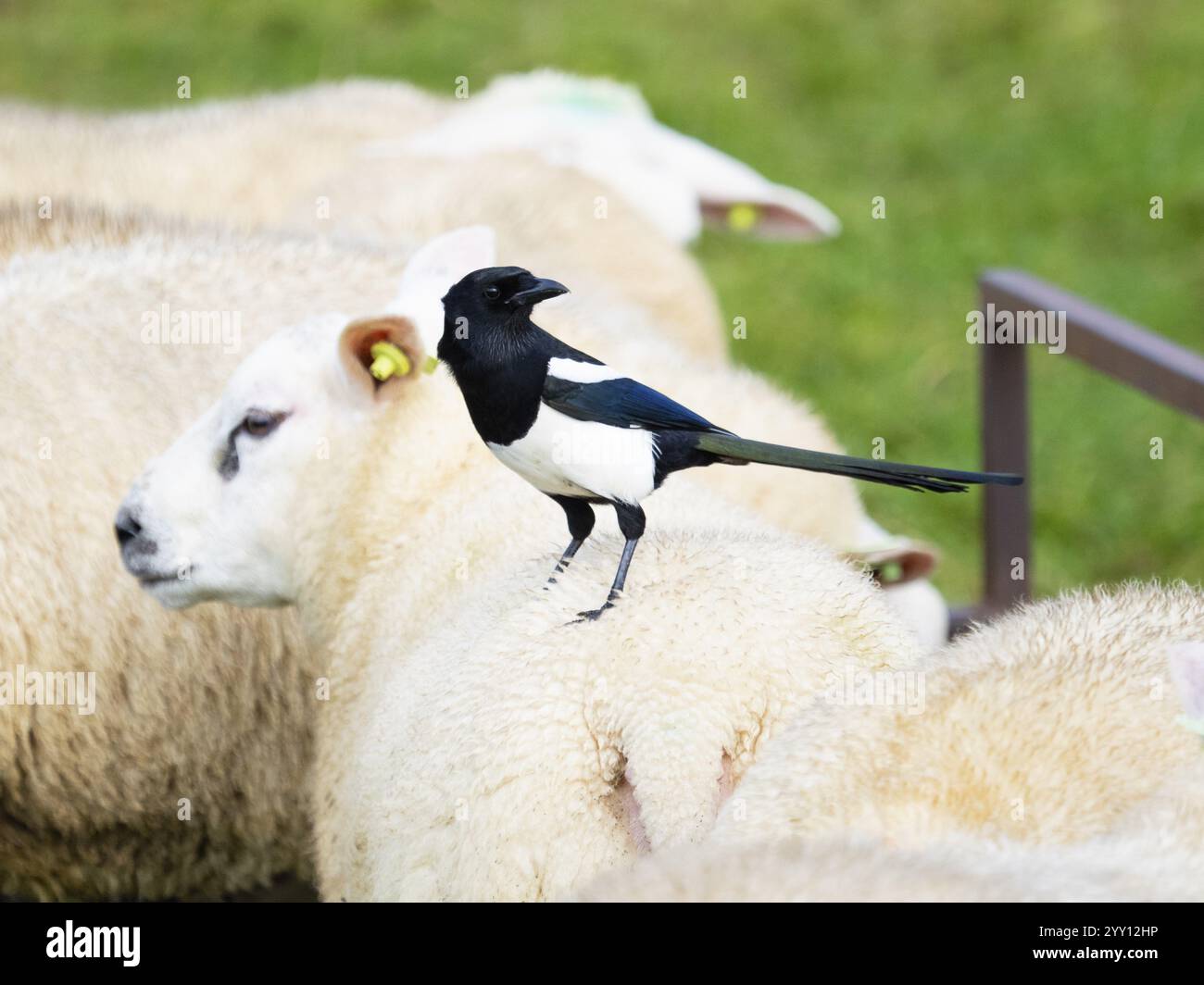 Seated sheep hi-res stock photography and images - Alamy