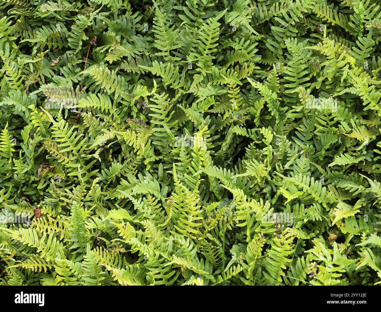 Common Polypody (Polypodium vulgare), a small evergreen fern, growing ...