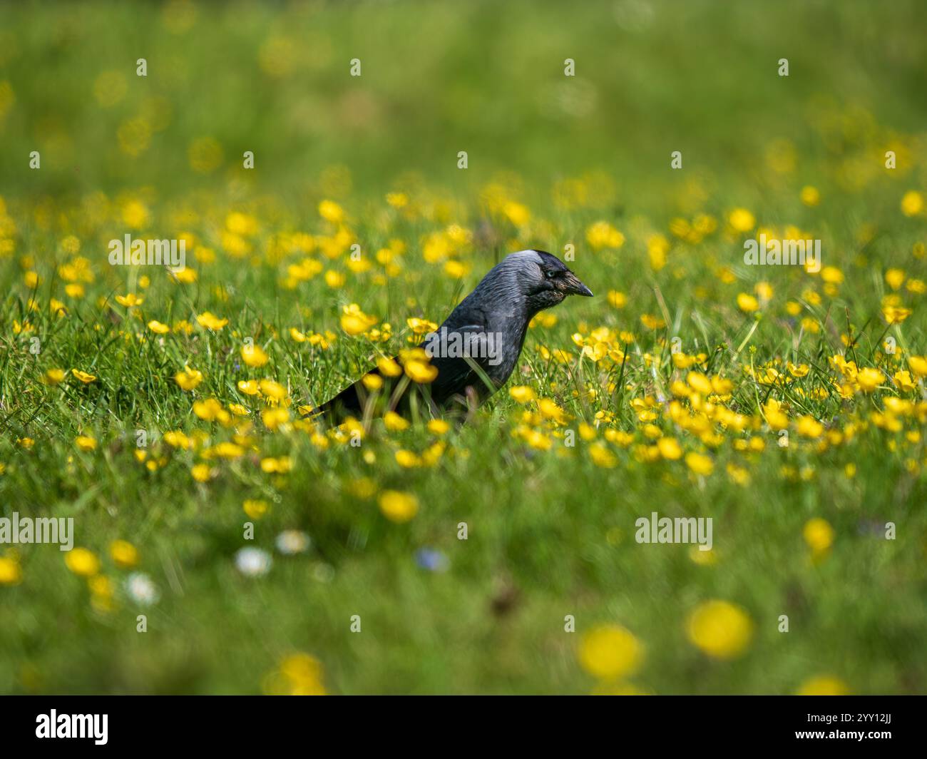 Jackdaw sussex hi-res stock photography and images - Alamy