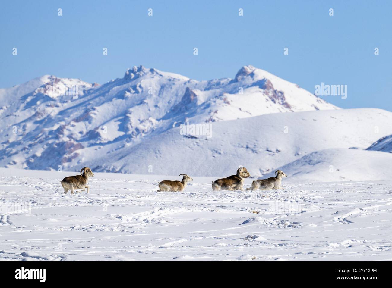 Marco polo argali sheep tajikistan hi-res stock photography and images ...