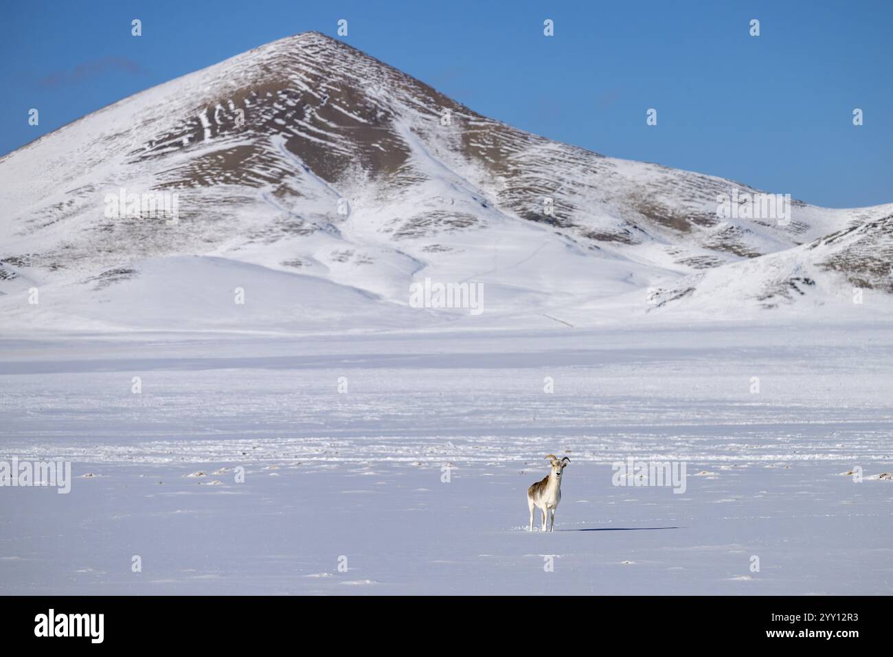 Pamir argali ovis ammon polii hi-res stock photography and images - Alamy