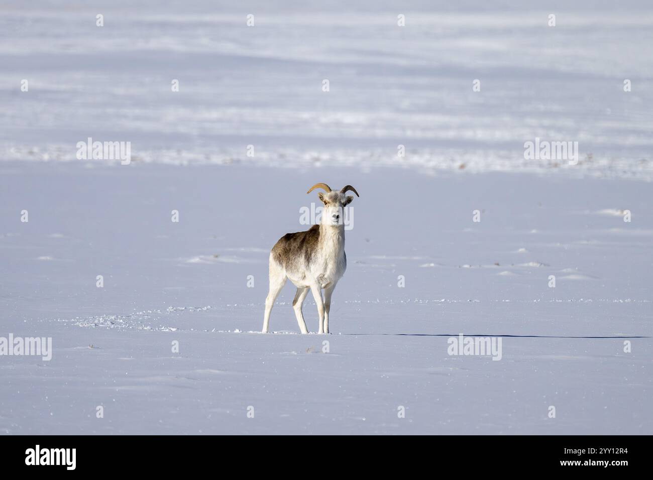 Argali female hi-res stock photography and images - Alamy