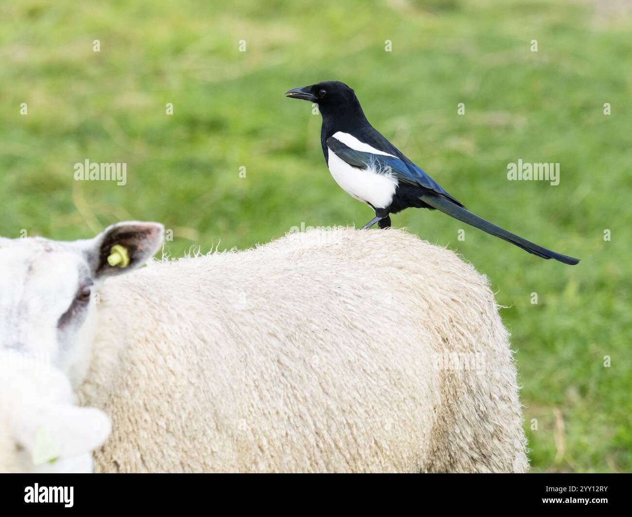 Magpie (Pica pica), adult bird, perched on the back of a Texel sheep ...