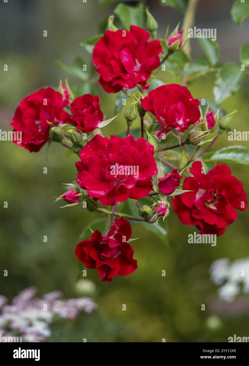 Rambler rose pattern hi-res stock photography and images - Alamy
