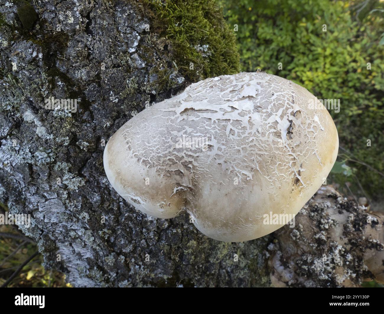 Birch Polypore (Piptoporus betulinus) fruiting body, growing on a birch ...