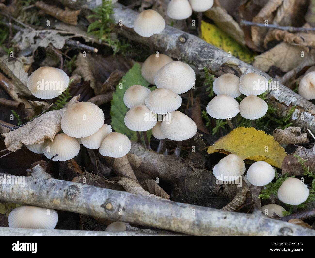 Small white fungus, with white caps and stems, growing on the ground ...