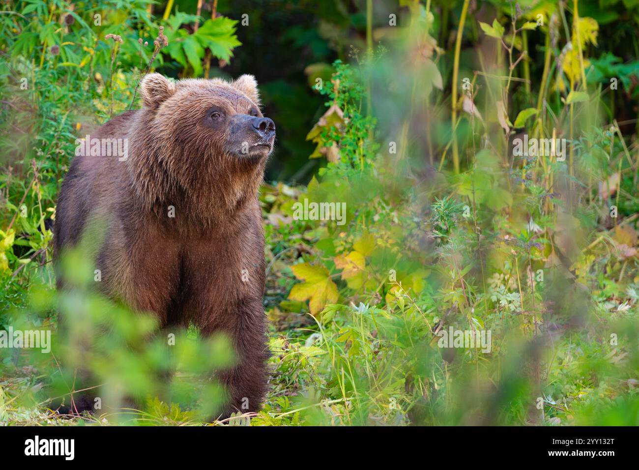 Aggressive wild brown bear Ursus arctos piscator in the summer forest ...