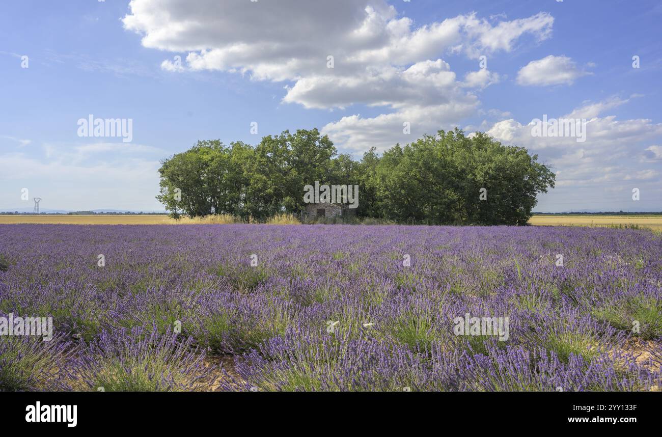 Lavender field and group of trees with stone house, Alpes-de-Haute ...