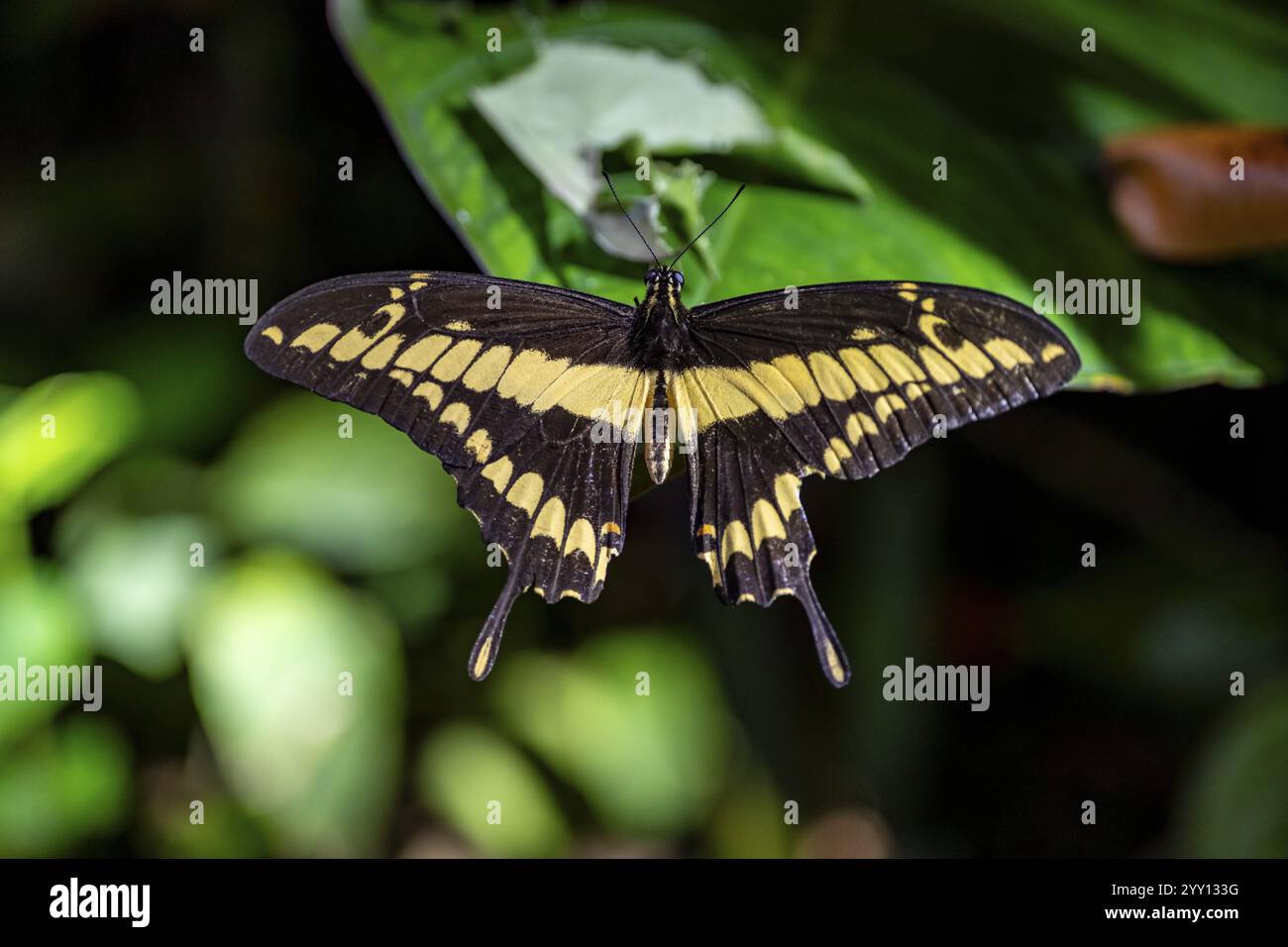 Butterflies of costa rica hi-res stock photography and images - Alamy