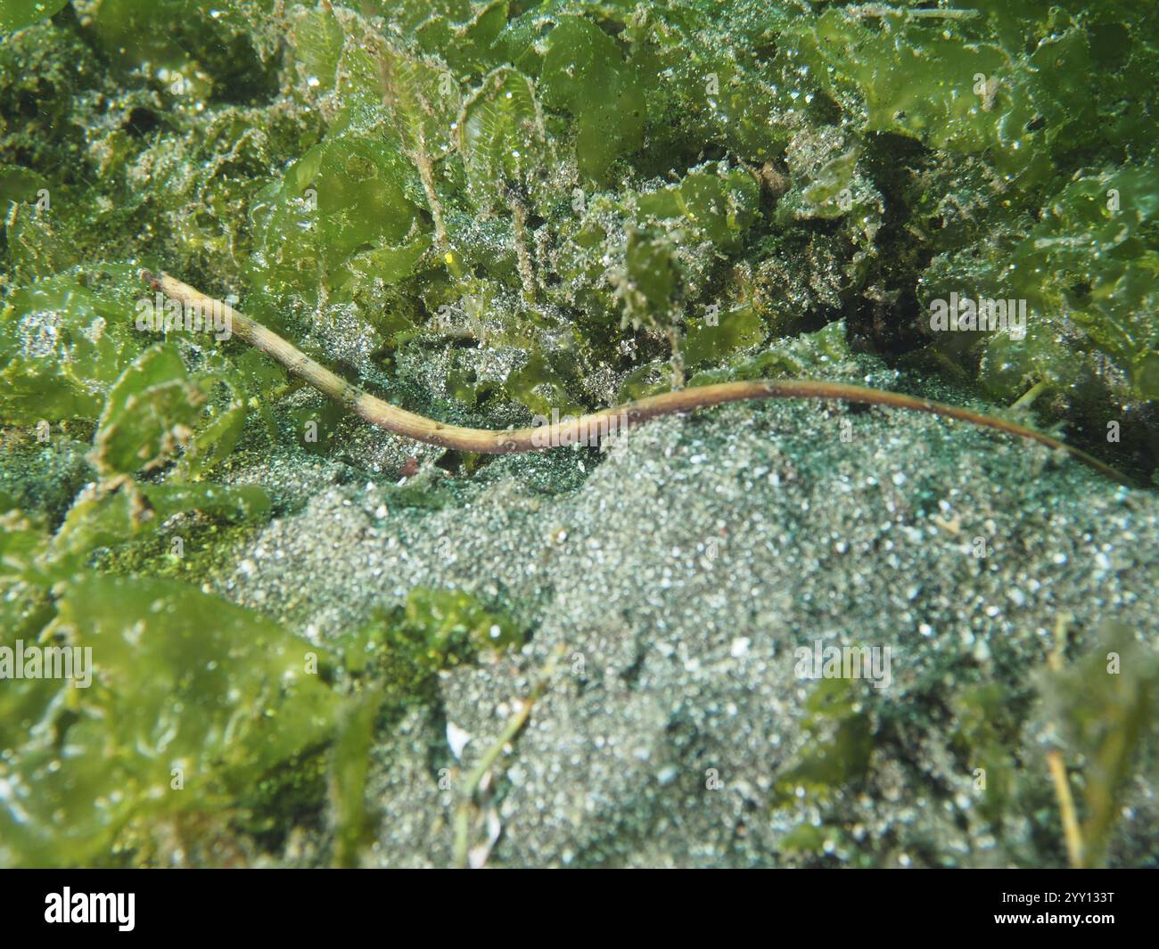 An elongated sea creature, spiny-snouted sea needle (Halicampus ...