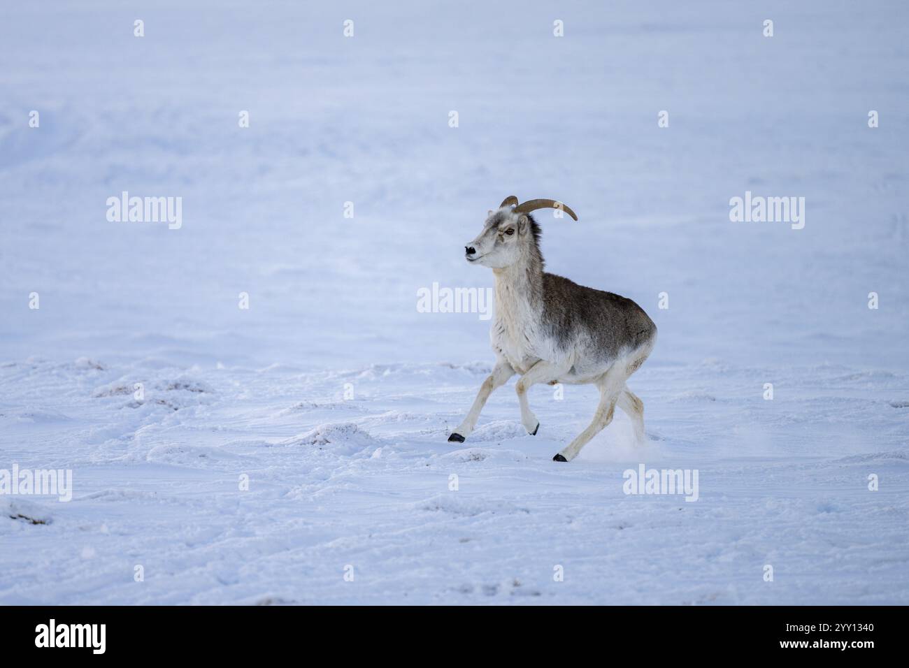 Argali female hi-res stock photography and images - Alamy