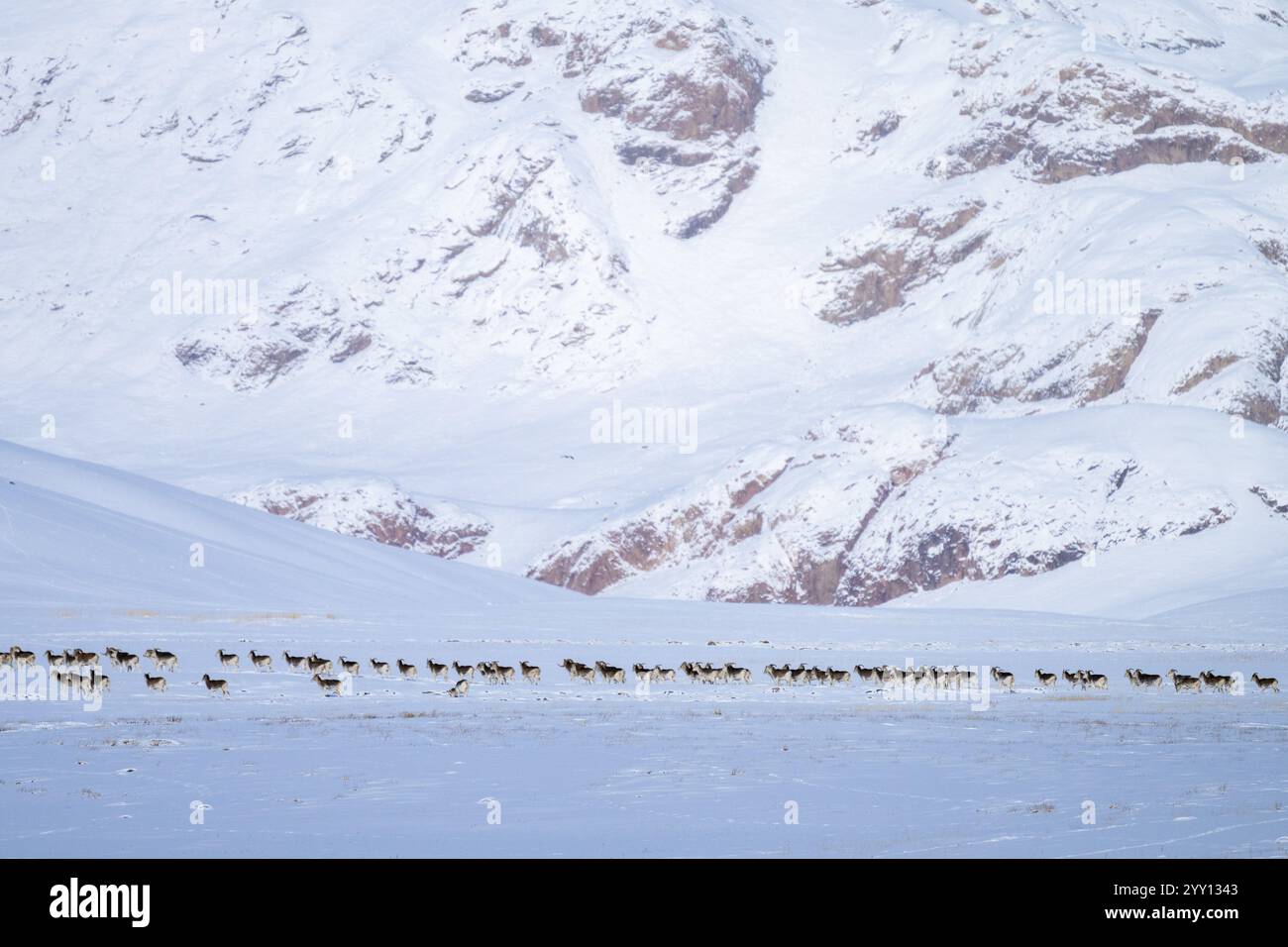 Herd of Marco Polo sheep (Ovis ammon polii) in snowy habitat, Pamir ...