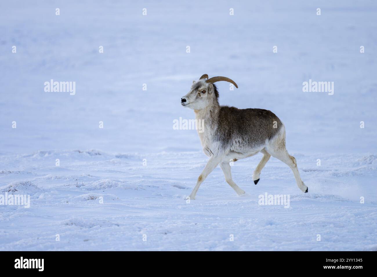 Marco polo argali hi-res stock photography and images - Alamy